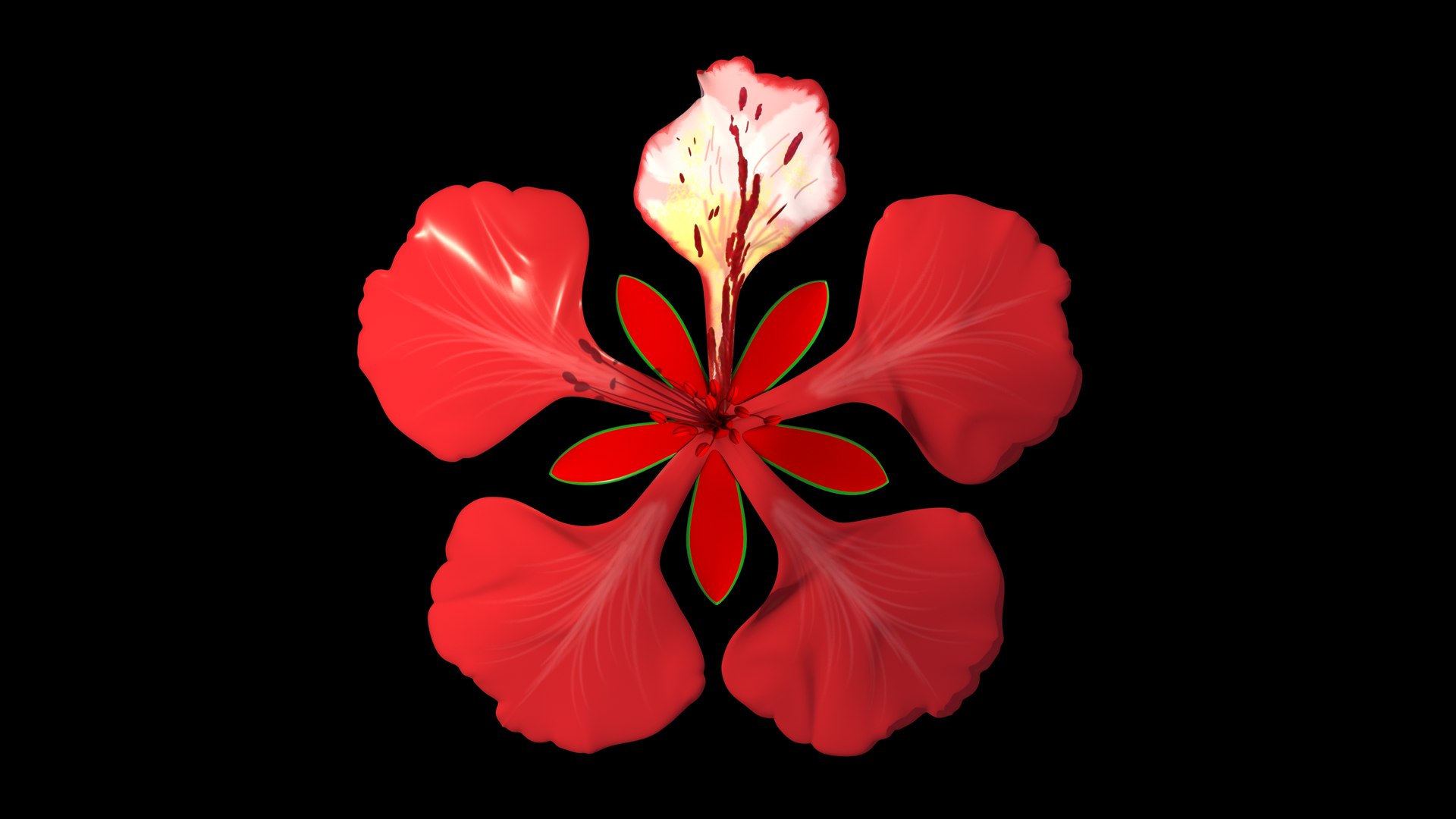 Gulmohar Flower Zygomorphic 3D Model - TurboSquid 2220137