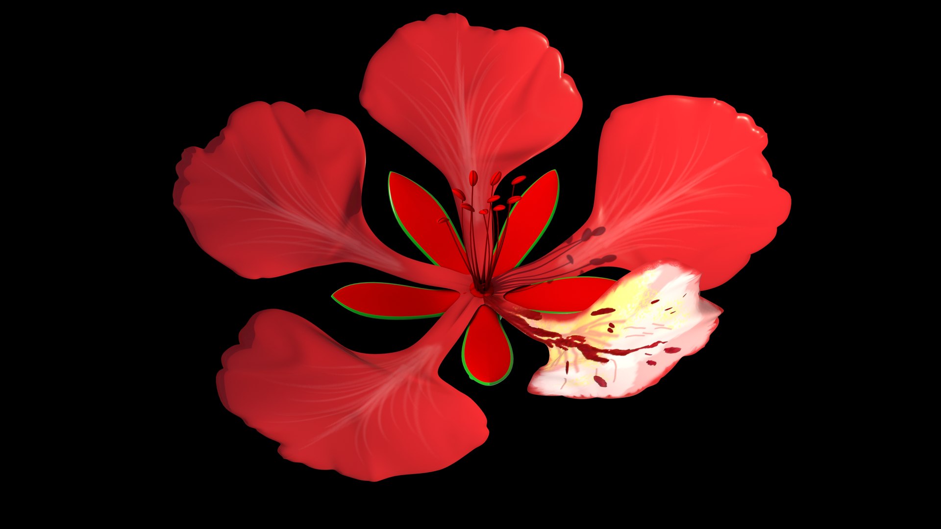 Gulmohar Flower Zygomorphic 3D Model - TurboSquid 2220137