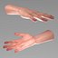 3d Model Male Human Hand Rigged