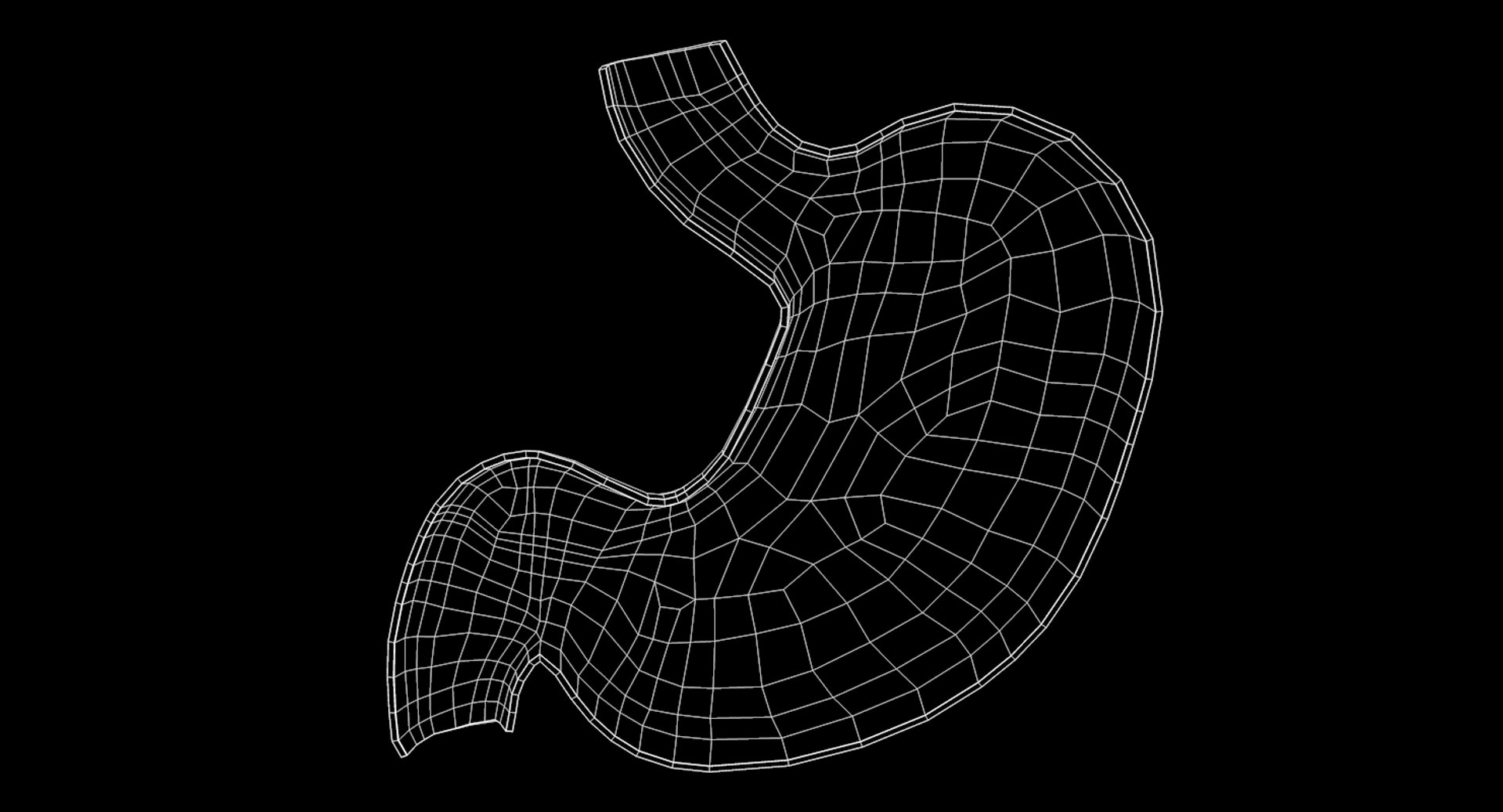 Stomach Human Anatomy 3D Model - TurboSquid 1357401