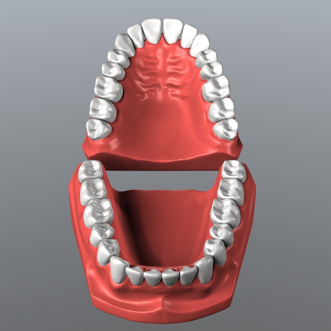 3d Model Dentist Teeth Gums Modeled