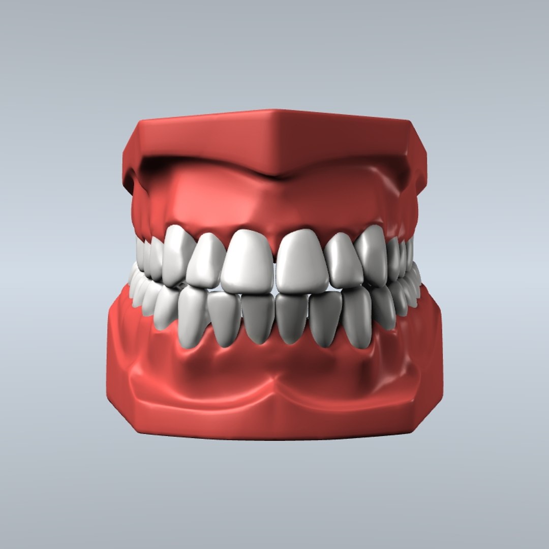 3d Model Dentist Teeth Gums Modeled