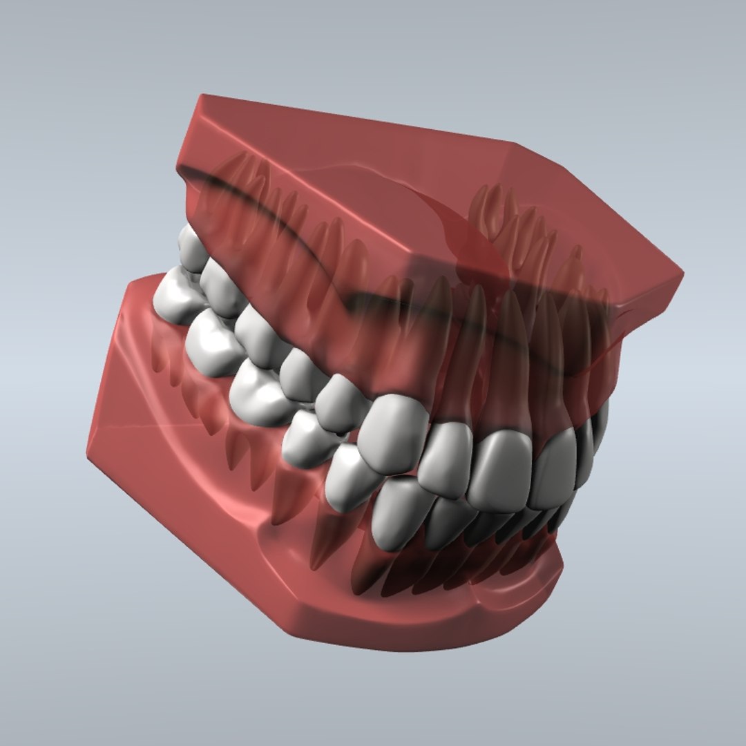 3d Model Dentist Teeth Gums Modeled