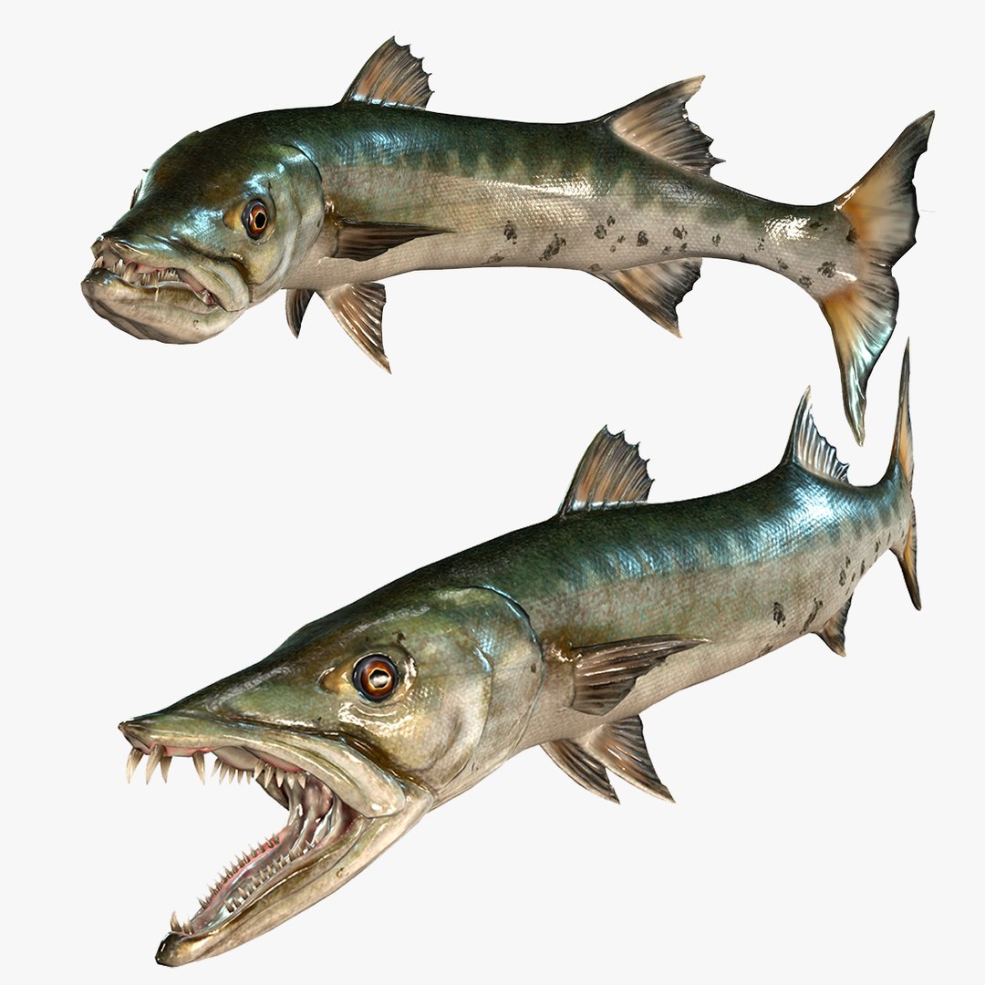 FISH BARRACUDA MONSTER HUNTER 3D - TurboSquid 2210928