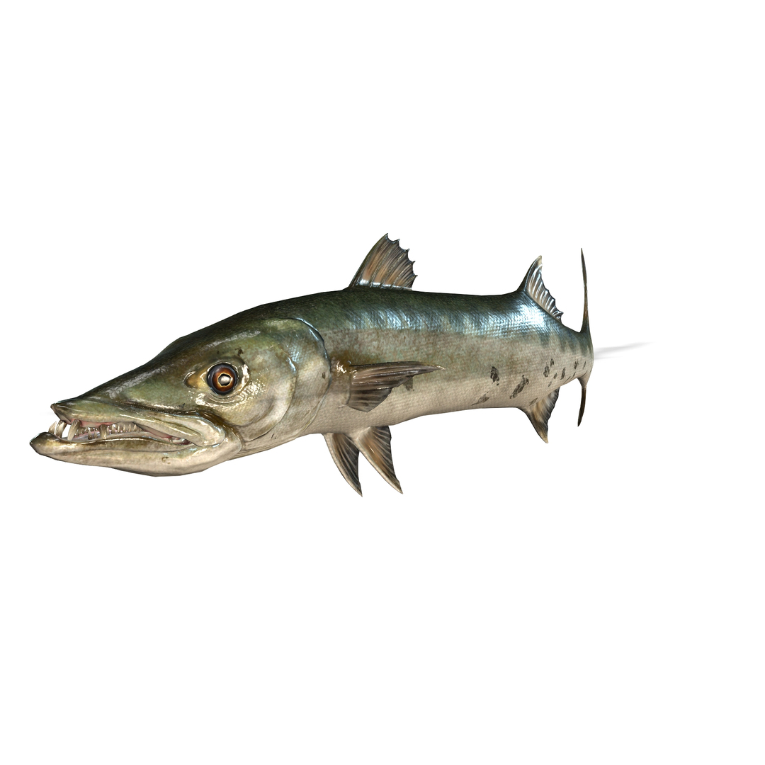 FISH BARRACUDA MONSTER HUNTER 3D - TurboSquid 2210928