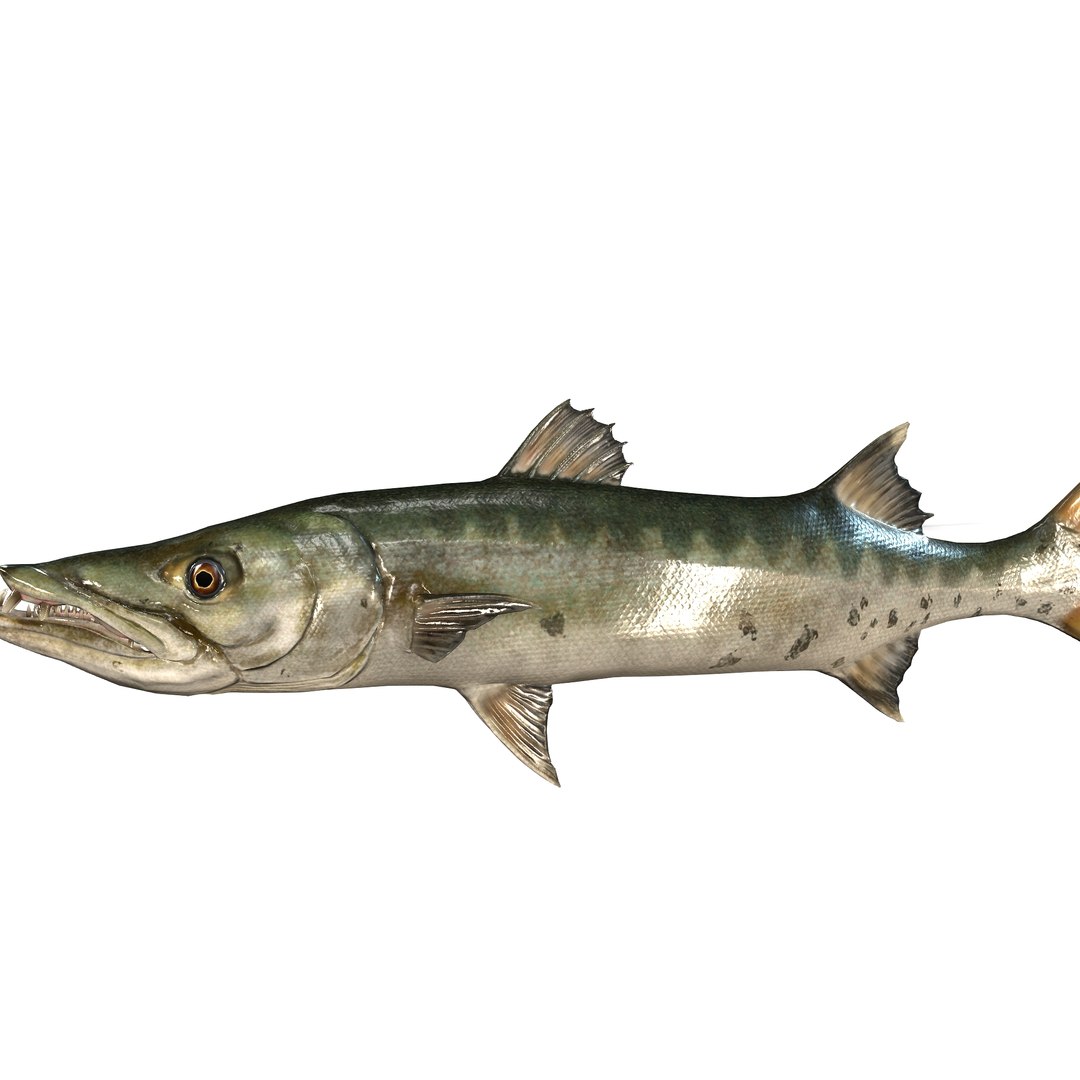 FISH BARRACUDA MONSTER HUNTER 3D - TurboSquid 2210928