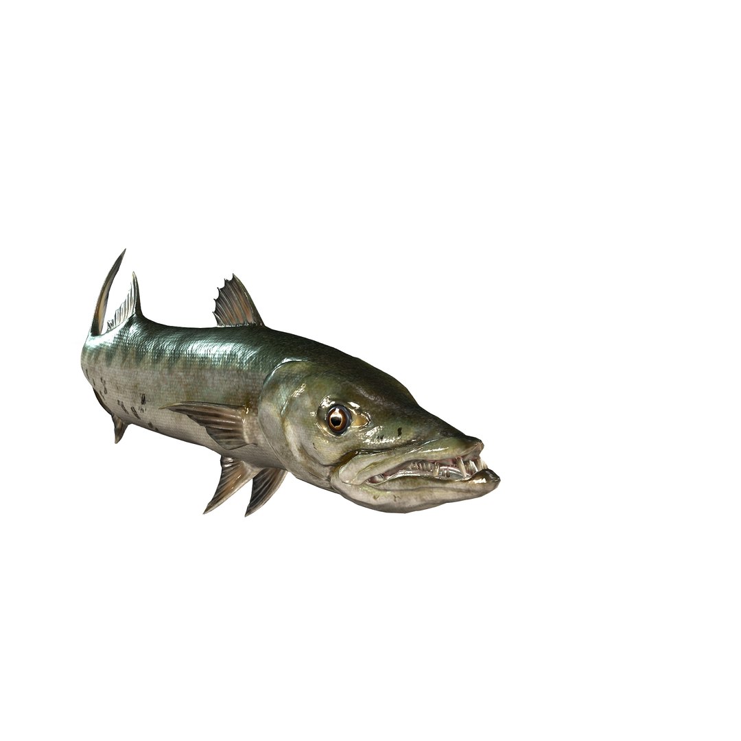 FISH BARRACUDA MONSTER HUNTER 3D - TurboSquid 2210928