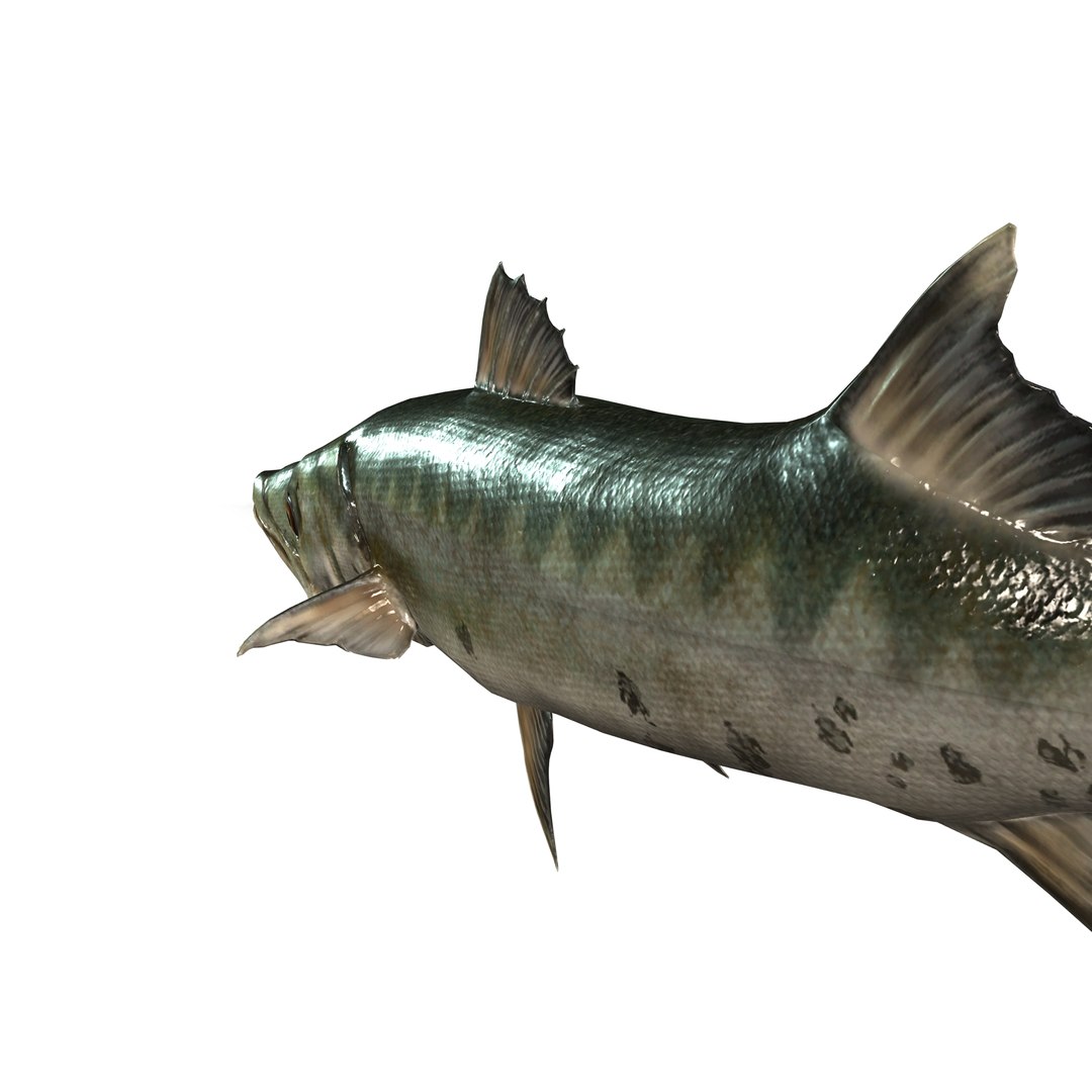 FISH BARRACUDA MONSTER HUNTER 3D - TurboSquid 2210928