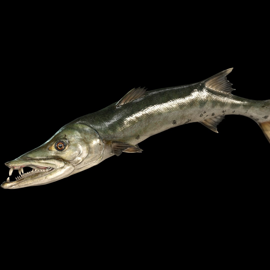 FISH BARRACUDA MONSTER HUNTER 3D - TurboSquid 2210928