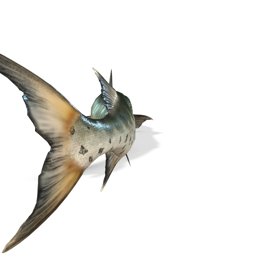 FISH BARRACUDA MONSTER HUNTER 3D - TurboSquid 2210928