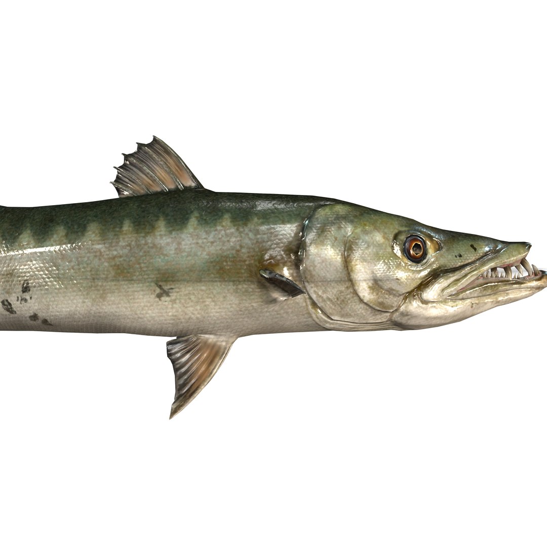 FISH BARRACUDA MONSTER HUNTER 3D - TurboSquid 2210928