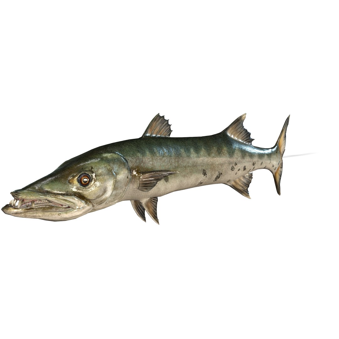 FISH BARRACUDA MONSTER HUNTER 3D - TurboSquid 2210928