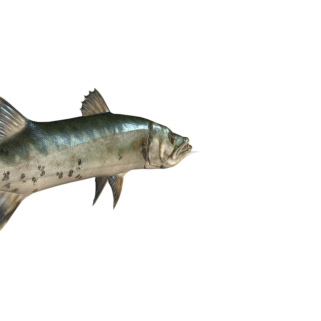 FISH BARRACUDA MONSTER HUNTER 3D - TurboSquid 2210928