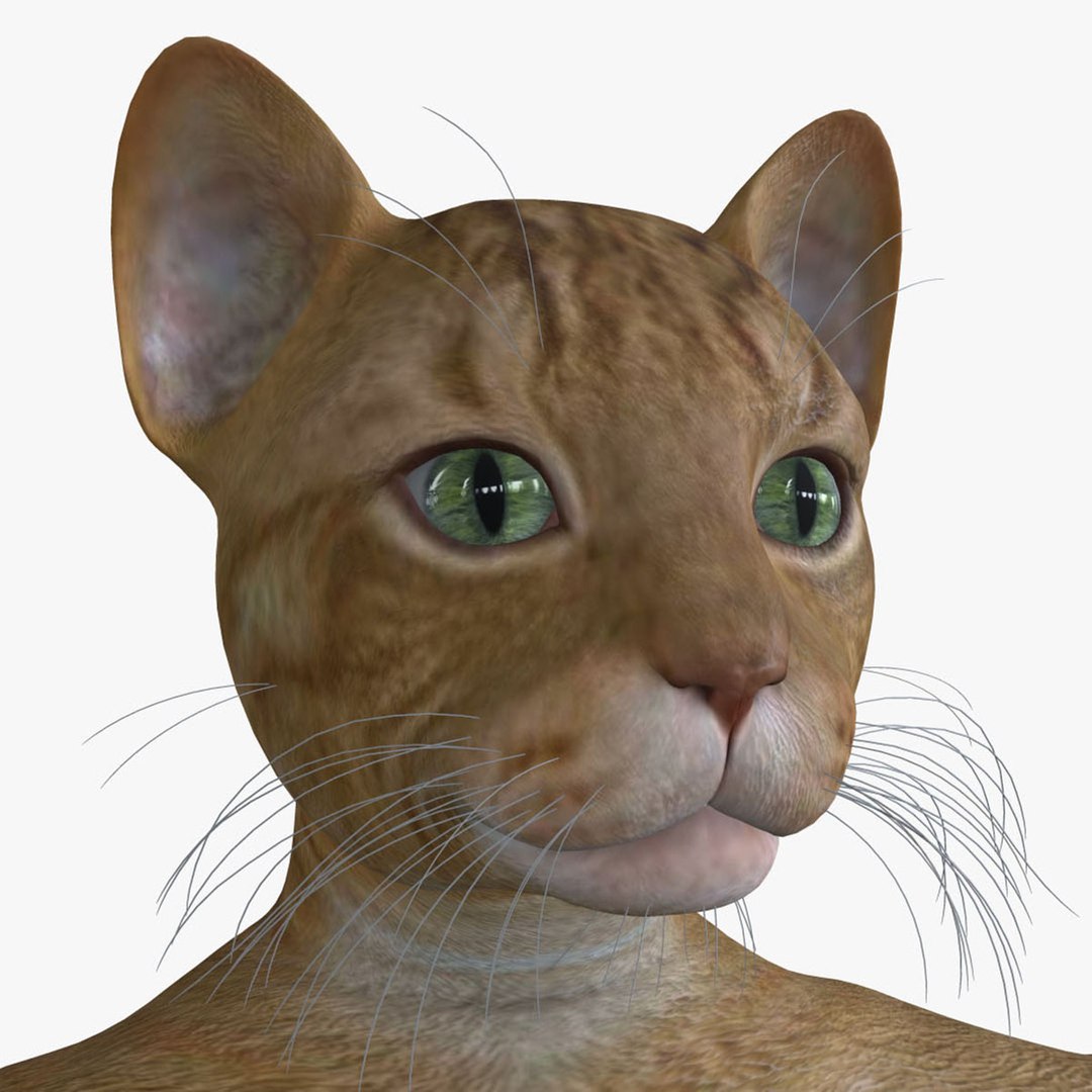 3D PIB-001 Rigged Cat - TurboSquid 2024876