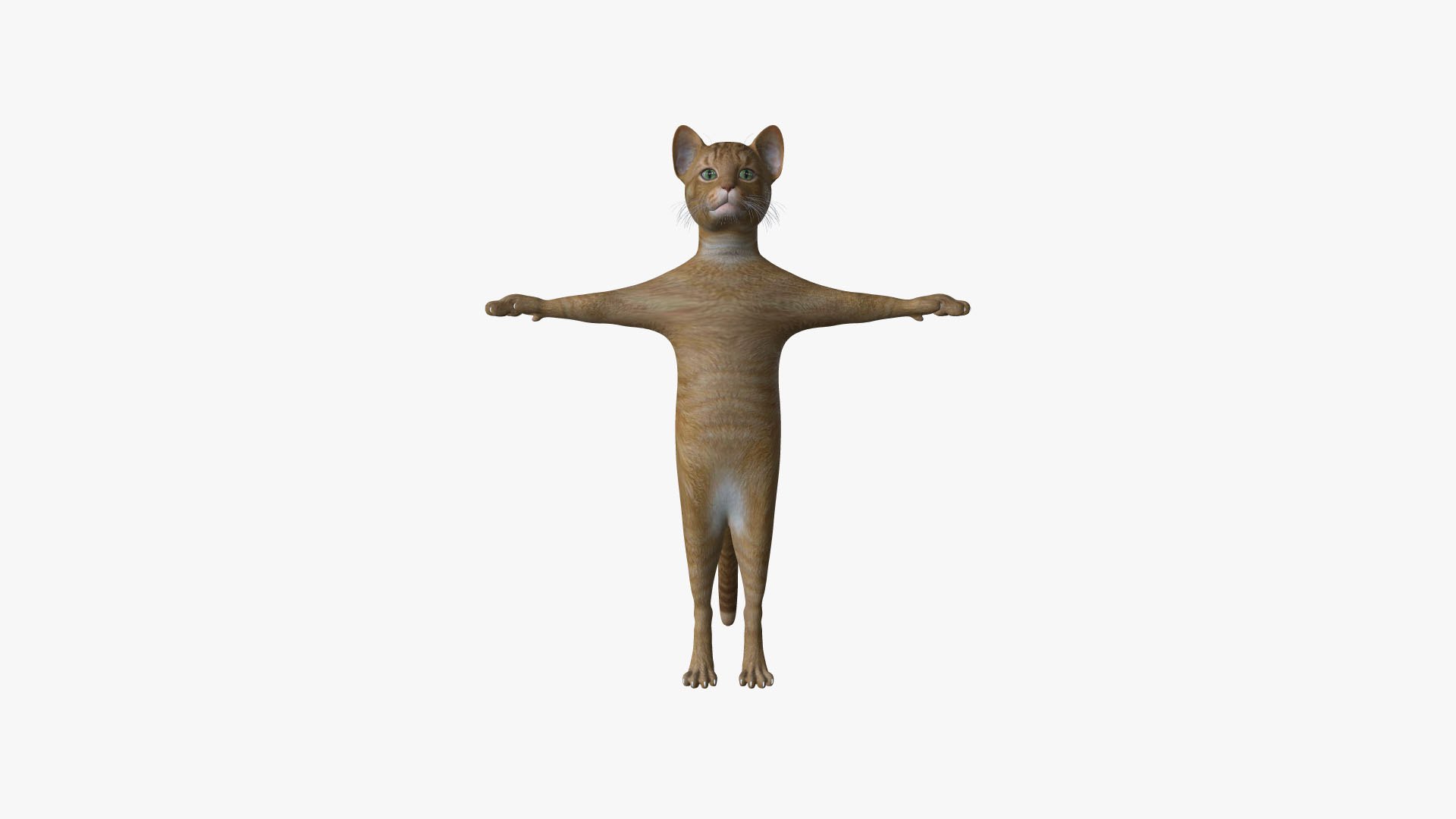 3D PIB-001 Rigged Cat - TurboSquid 2024876