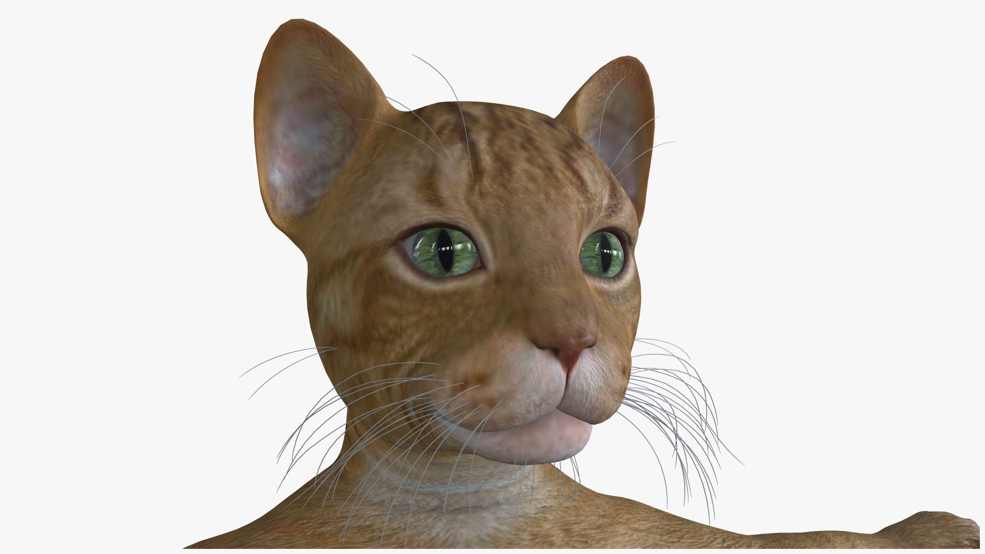 3D PIB-001 Rigged Cat - TurboSquid 2024876