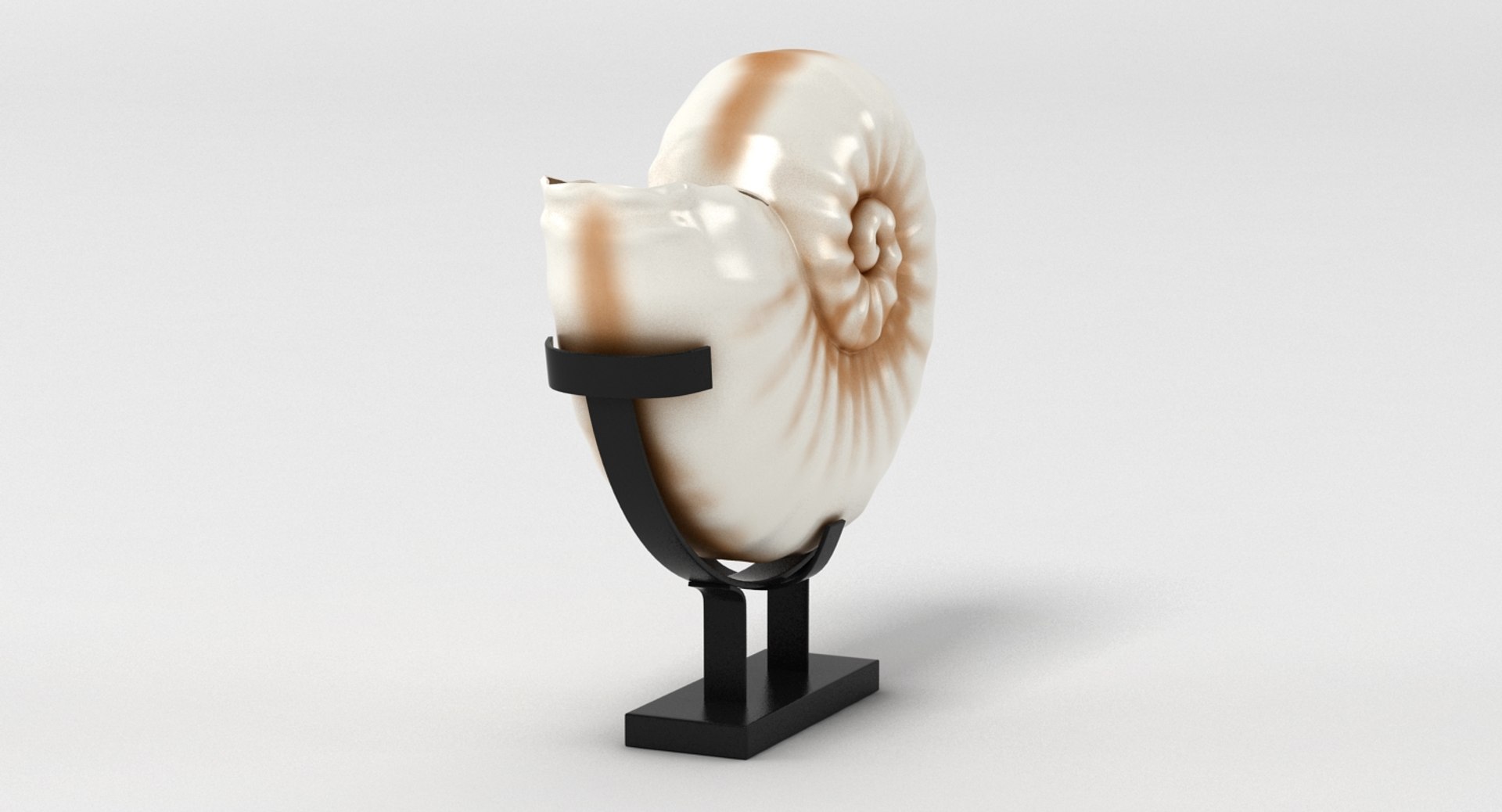 3d nautilus seashell model