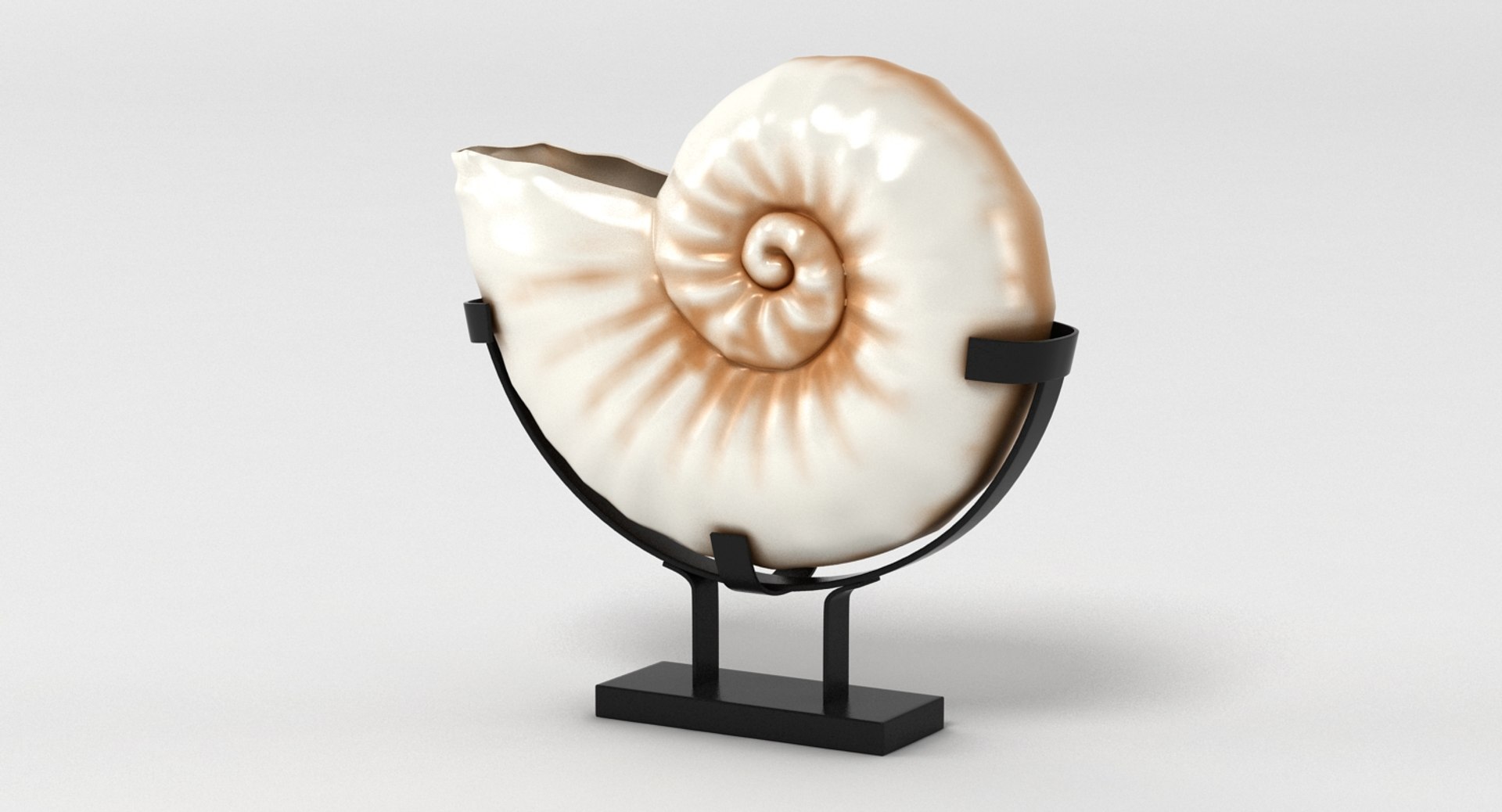 3d nautilus seashell model