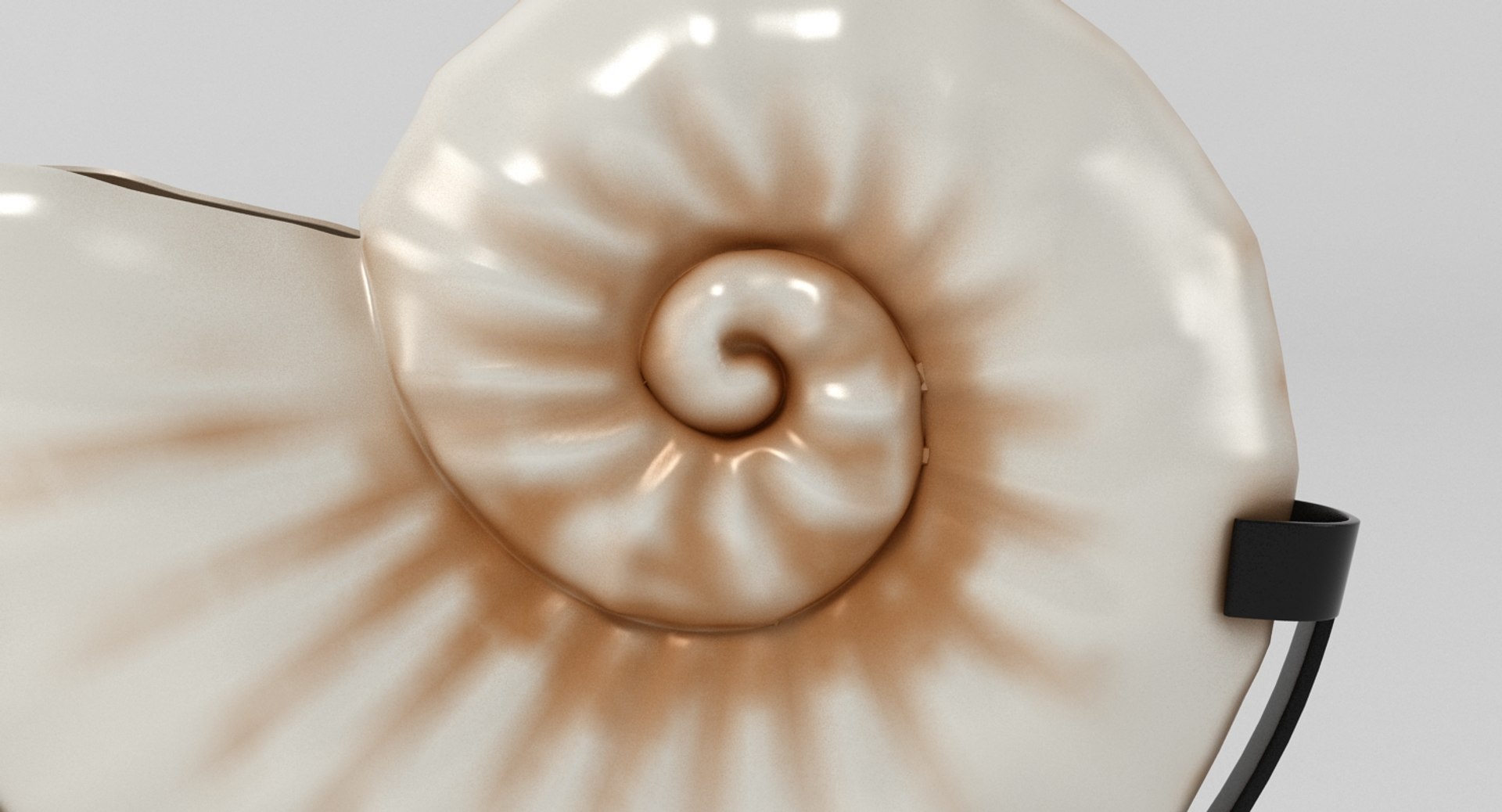 3d nautilus seashell model