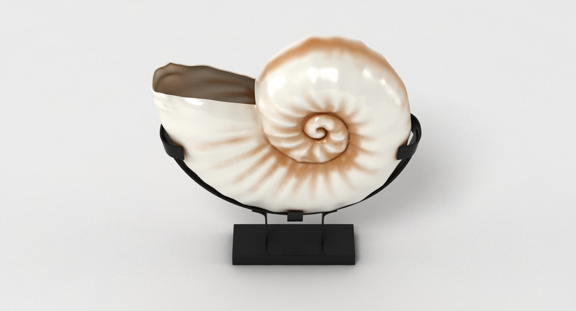 3d nautilus seashell model