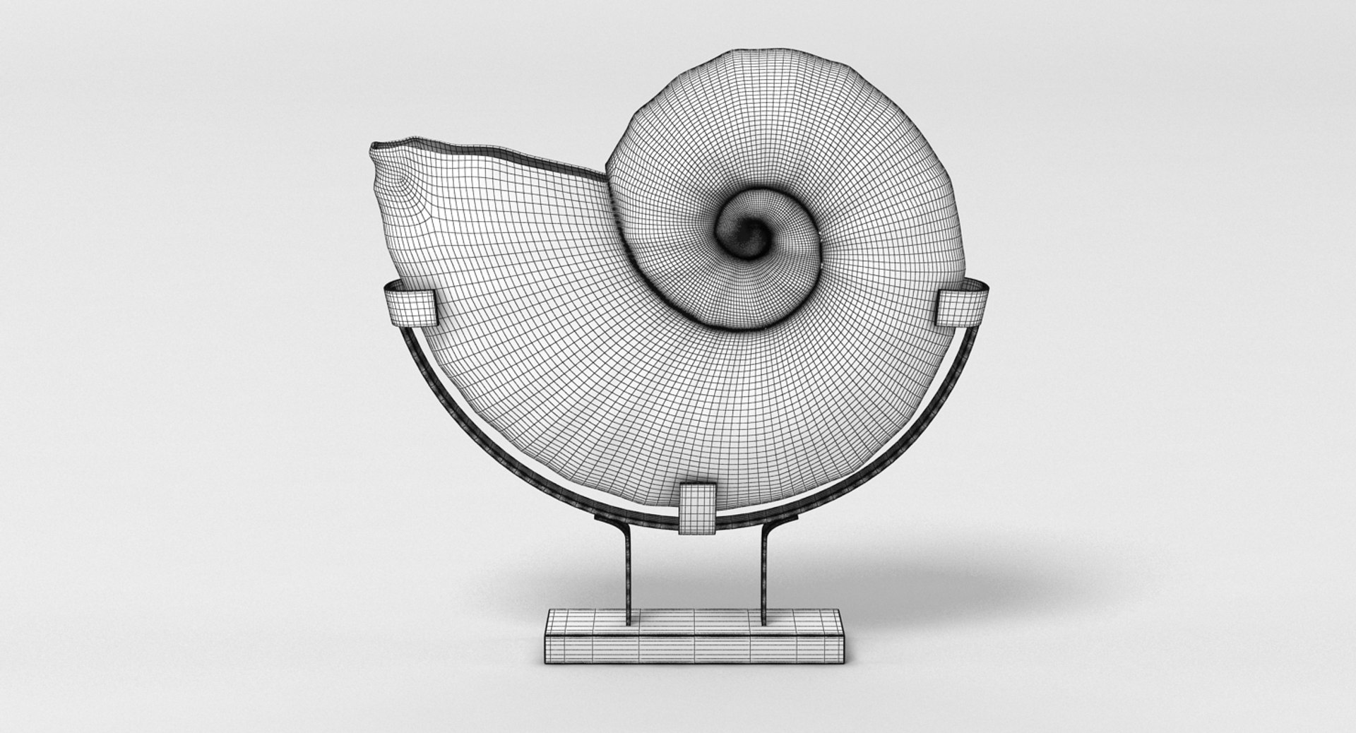 3d nautilus seashell model