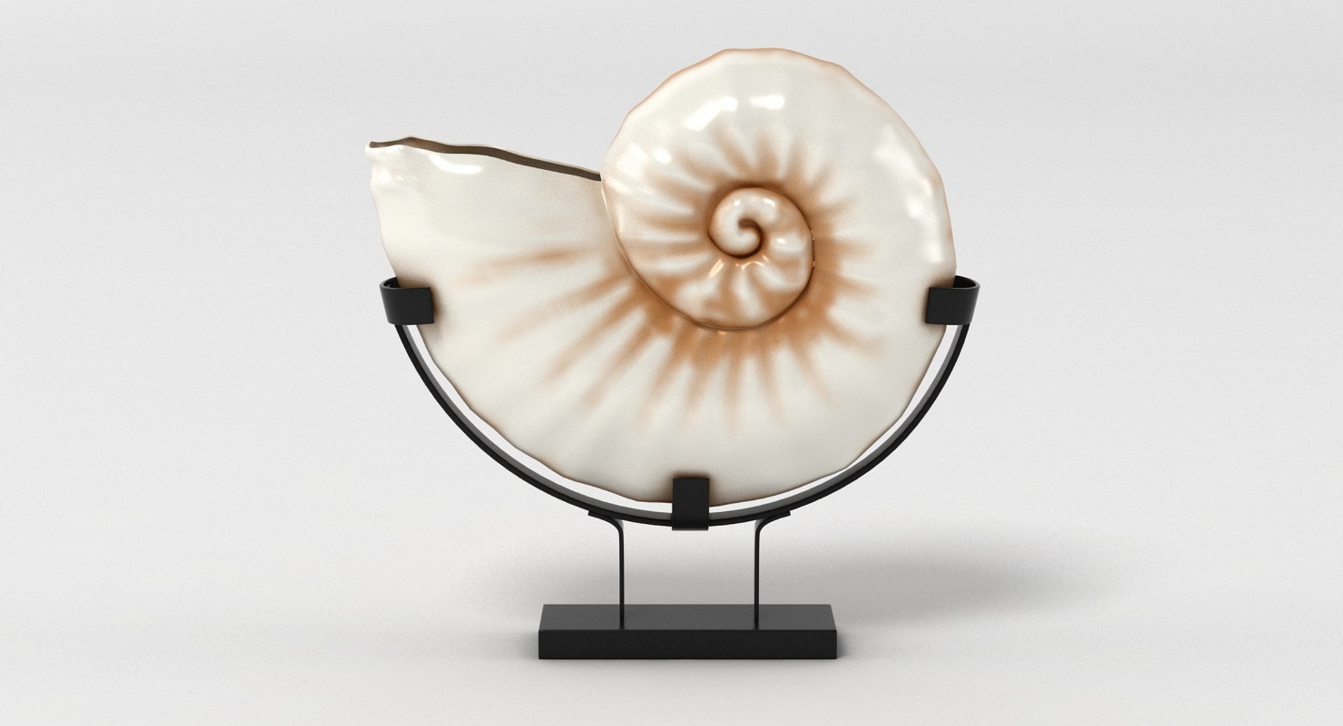3d nautilus seashell model