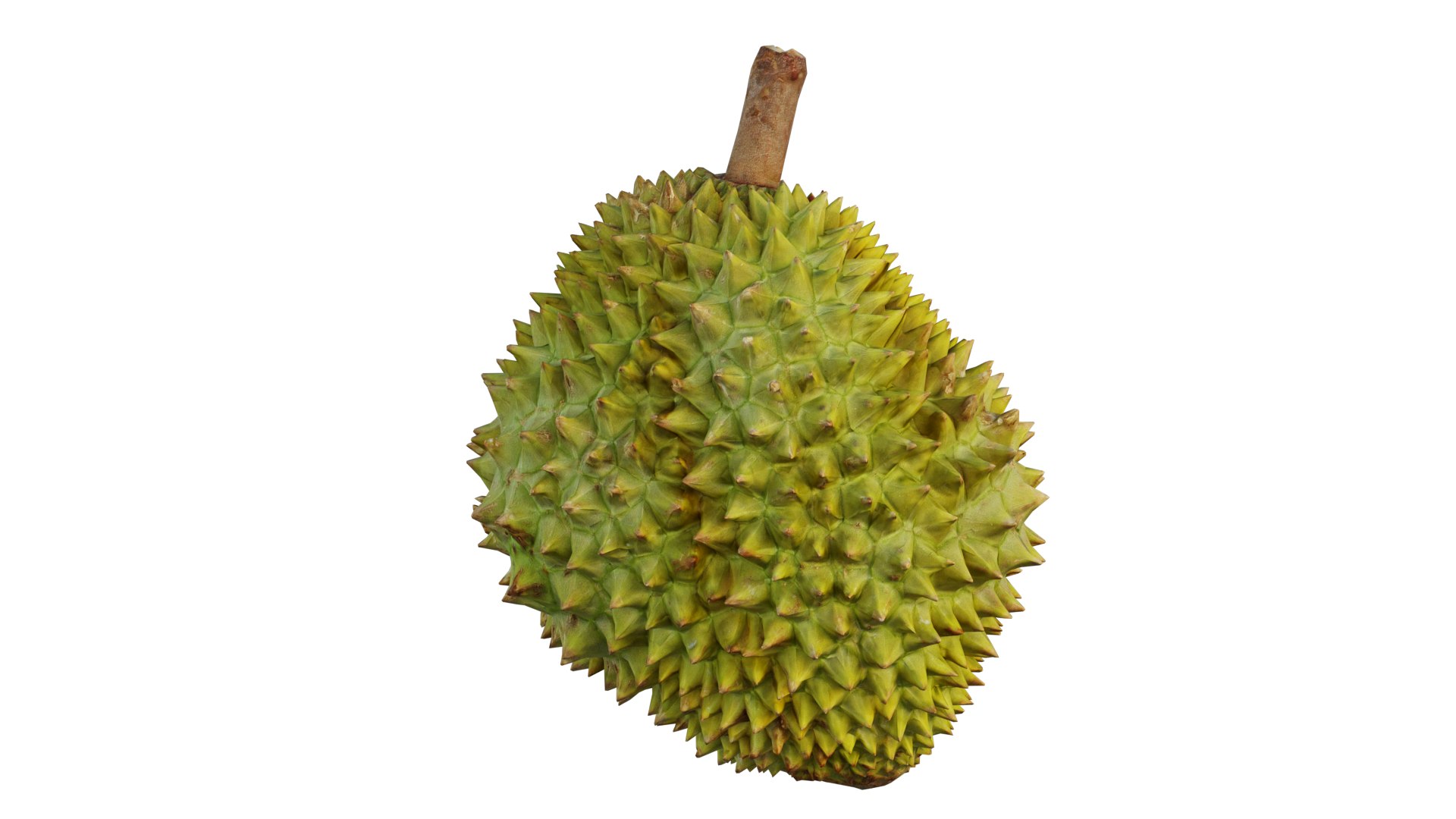 Durian Model - TurboSquid 1899019