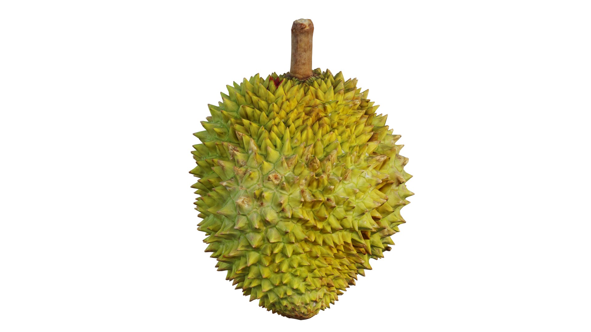 Durian Model - TurboSquid 1899019