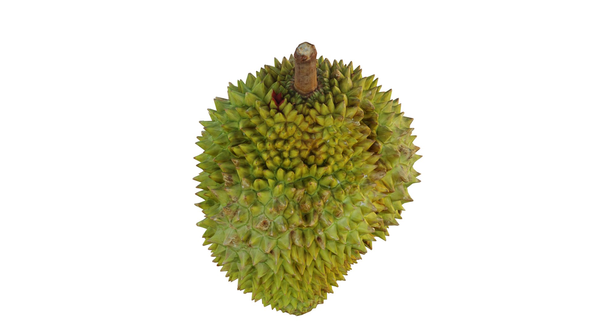 Durian Model - TurboSquid 1899019