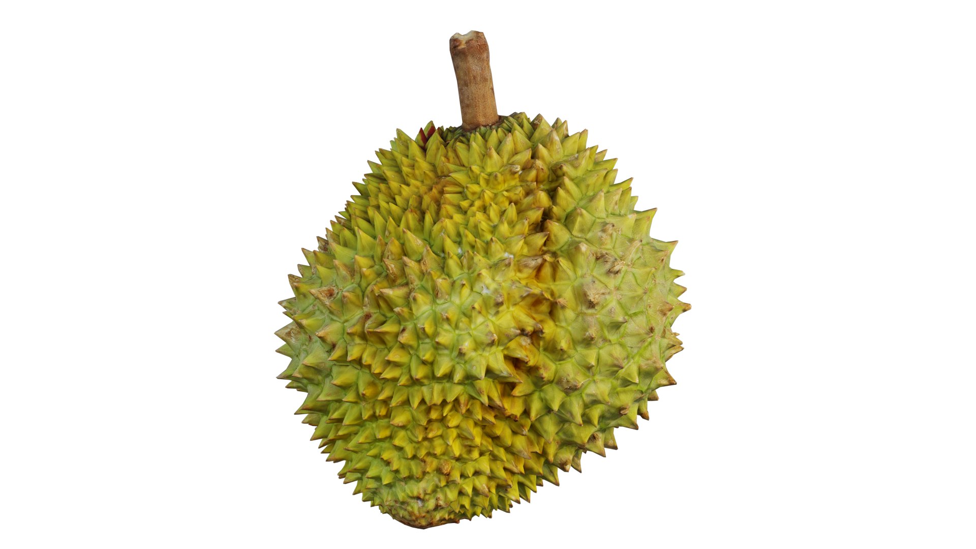 Durian Model - TurboSquid 1899019