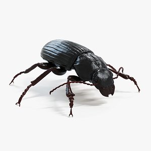 Free 3D Beetle Models | TurboSquid