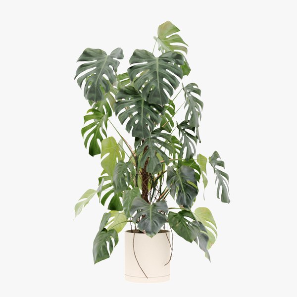 modelo 3d Modelo 3D de Monstera Deliciosa de 135 cm en maceta, de alta ...