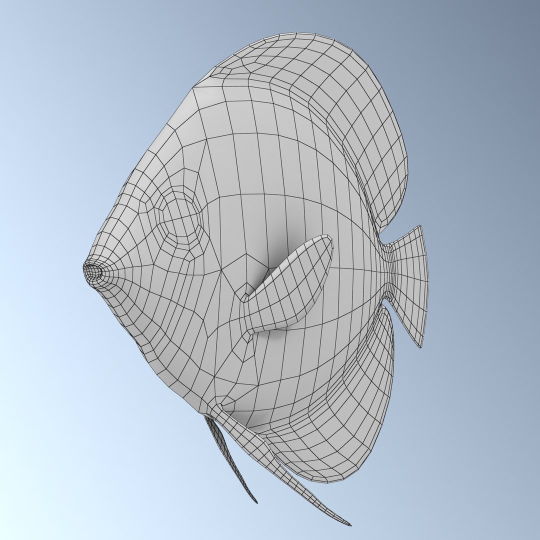 3d discus fish model
