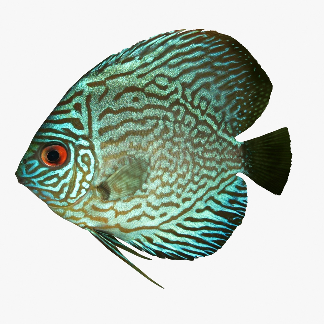 3d discus fish model