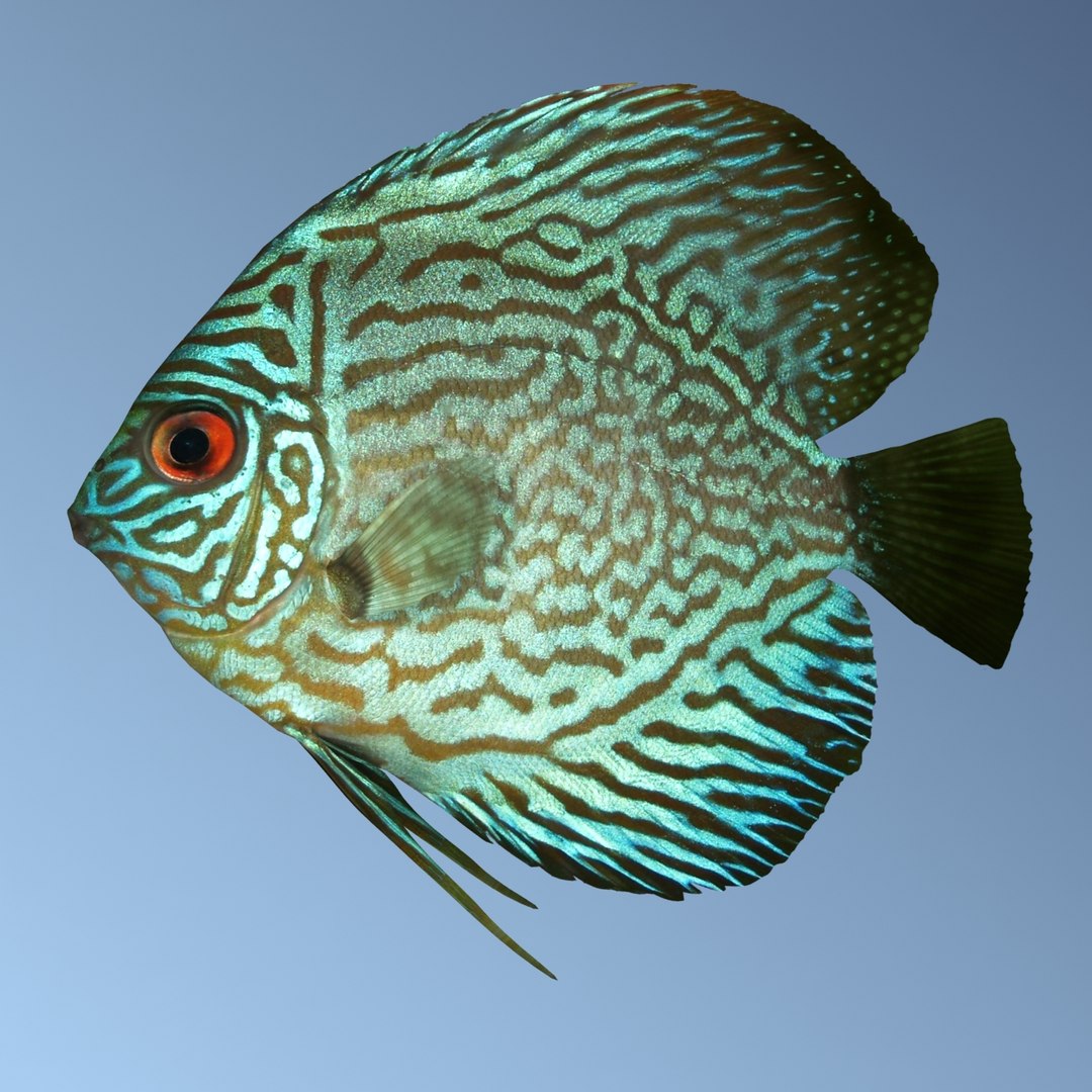 3d discus fish model