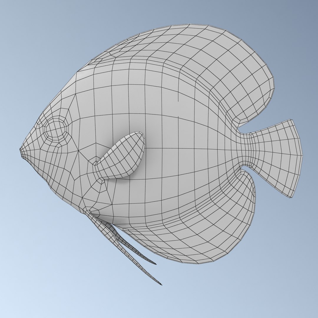 3d discus fish model