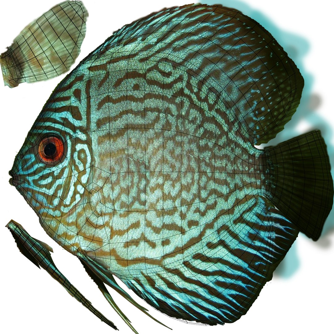 3d discus fish model