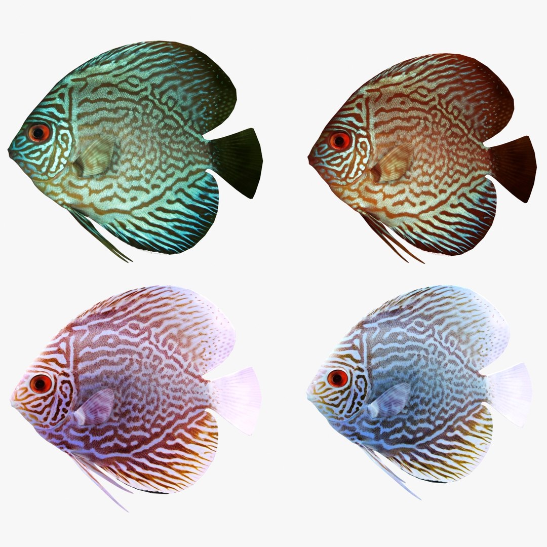 3d discus fish model