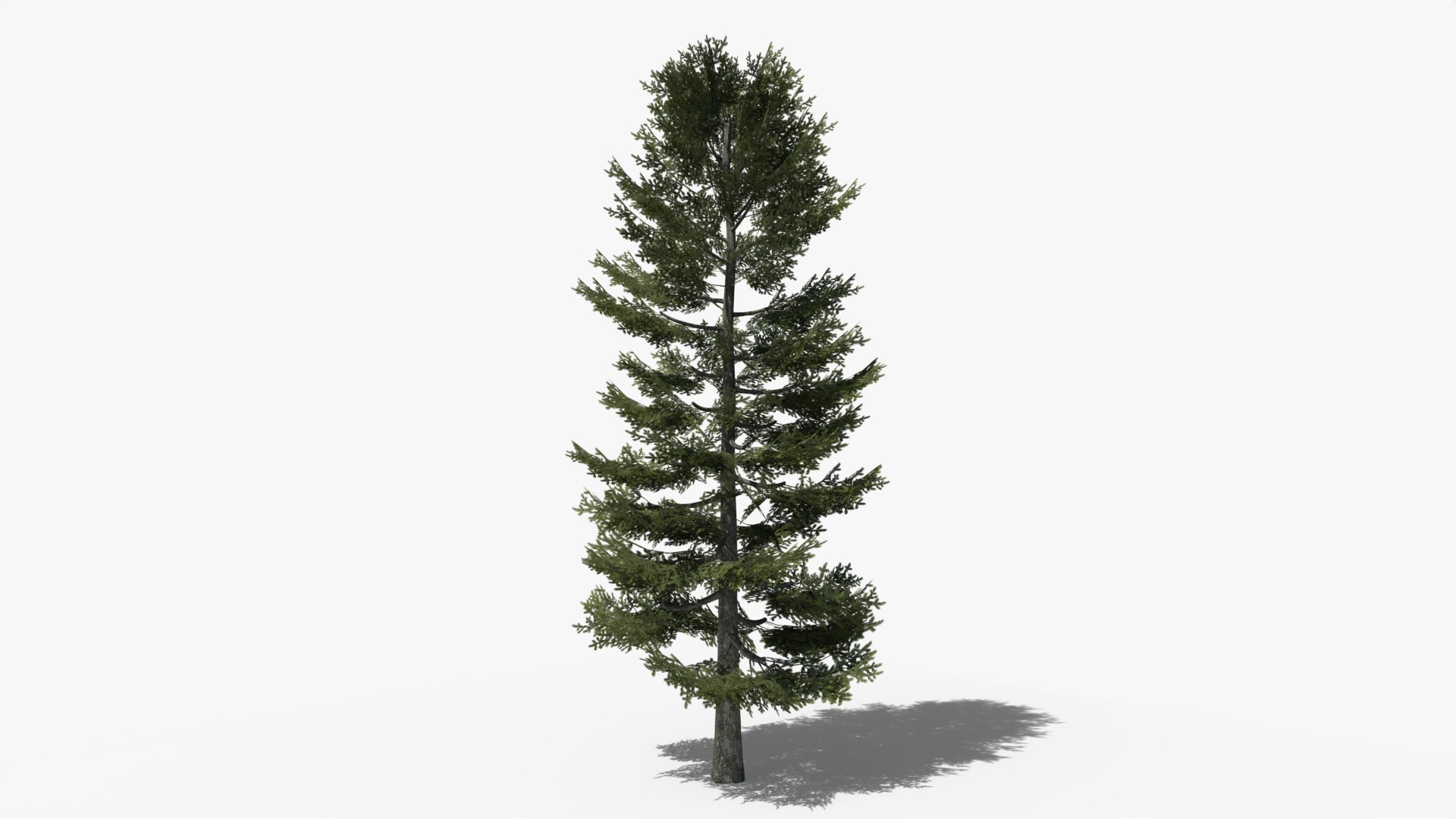 Pine V2 3D Model - TurboSquid 2144682