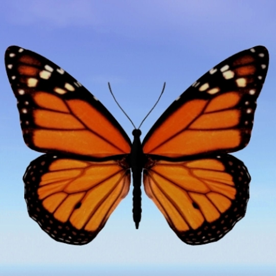Butterfly Monarch 3d Model