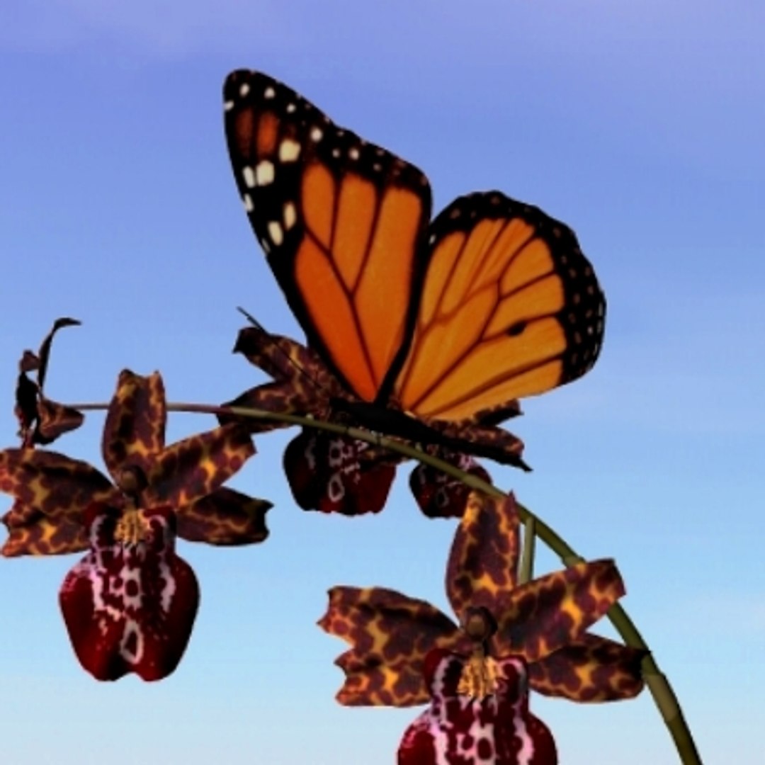 Butterfly Monarch 3d Model