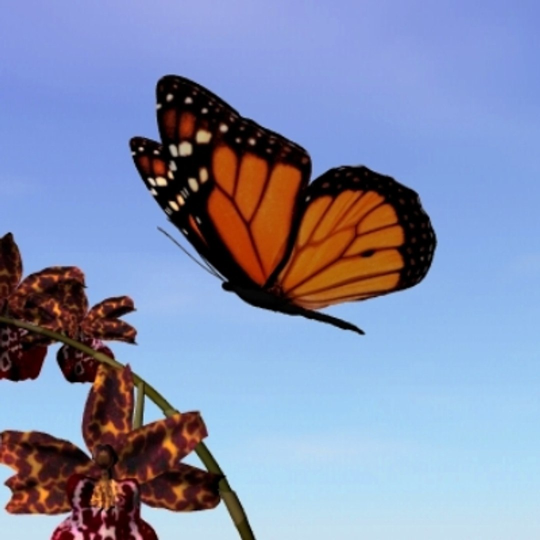 Butterfly Monarch 3d Model