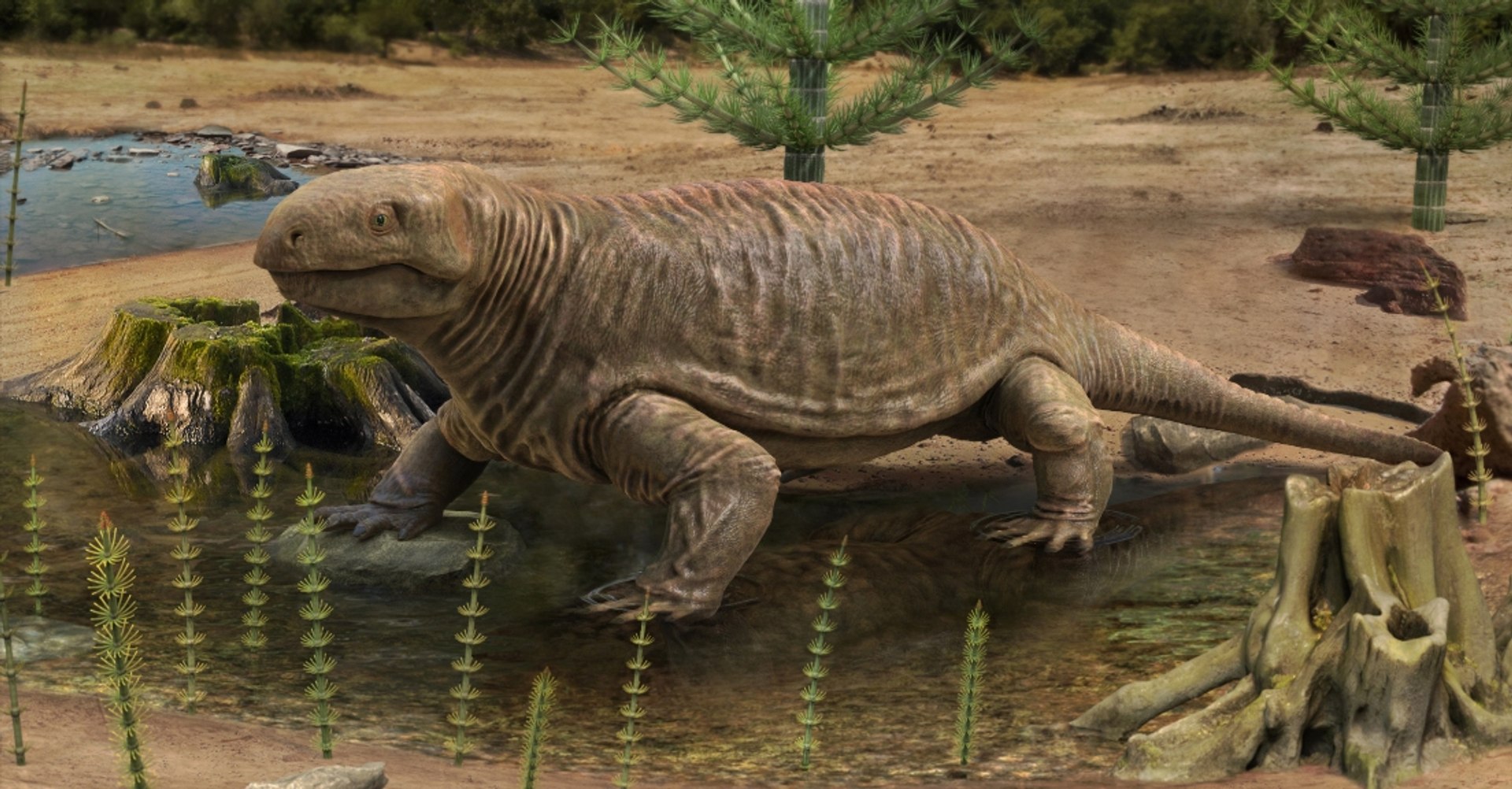 3D Diadectes - TurboSquid 1366392