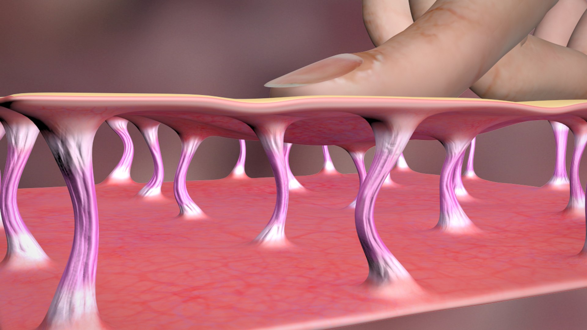 3d Collagen Skin Animation