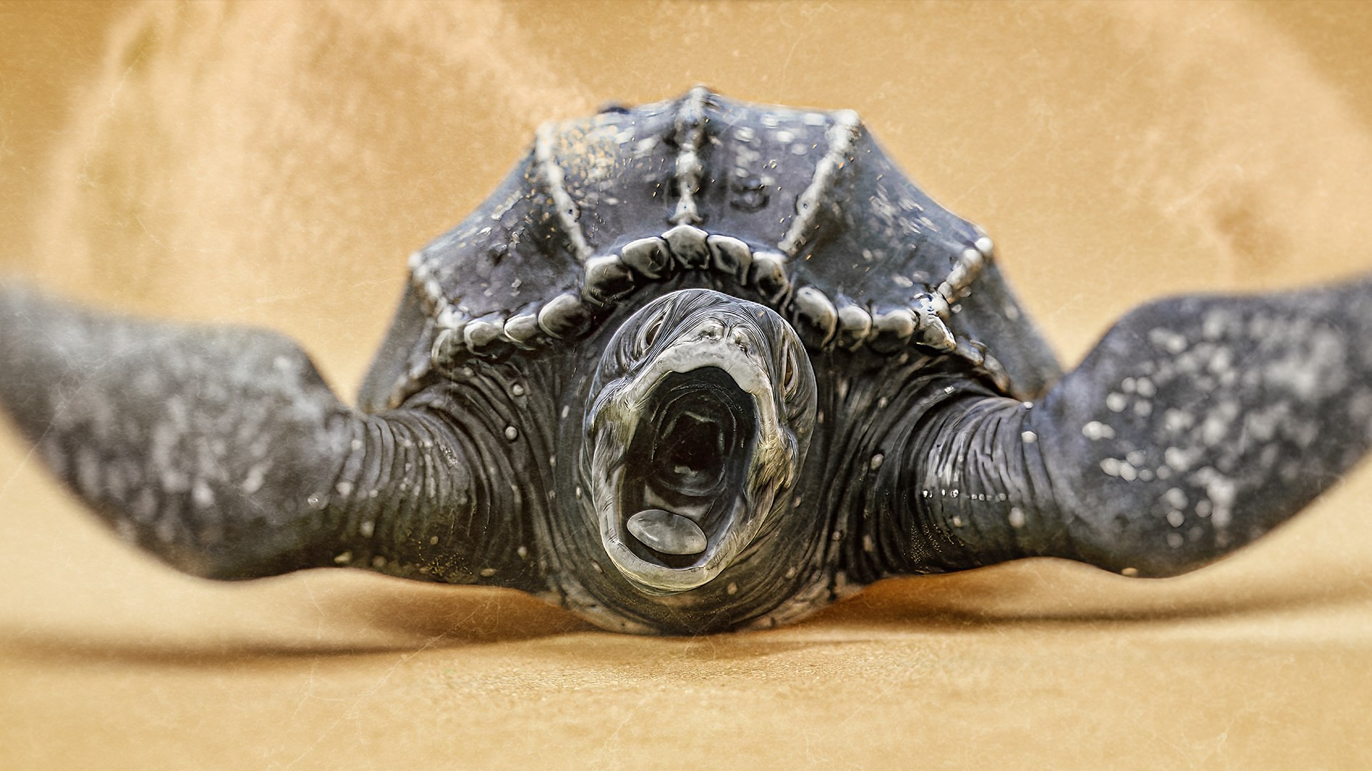 海龟 - Lassie 爬行动物 - 水下怪物生物 - 363D模型 - TurboSquid 2210710