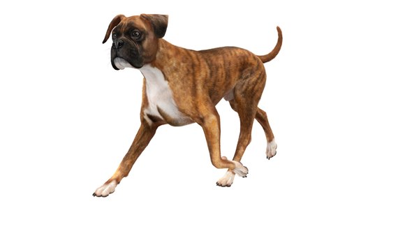 Modello 3D Esecuzione di cane boxer tigre pelliccia colorata ...