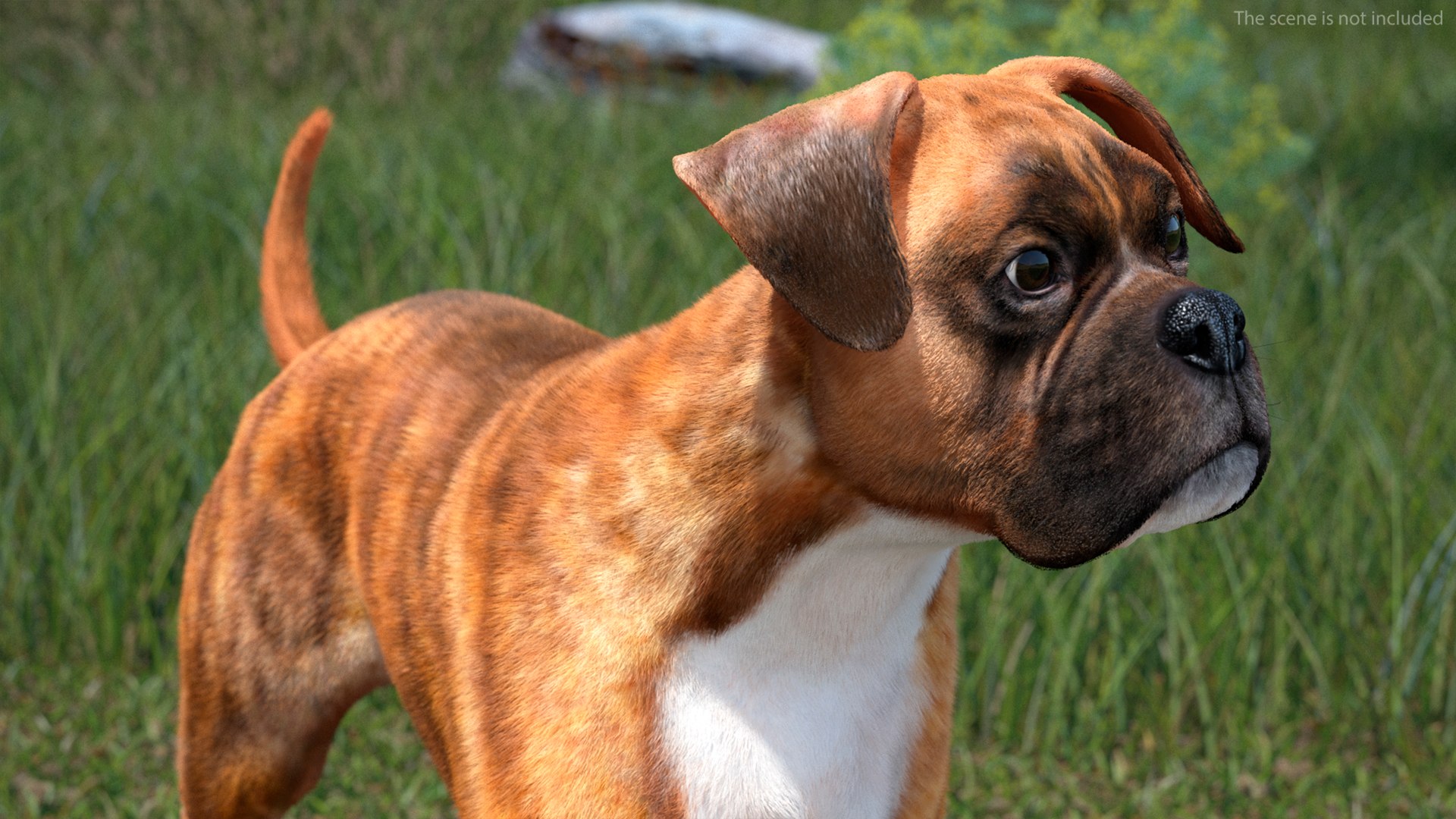 Running Dog Boxer Tiger Colored Fur Model - TurboSquid 2250718