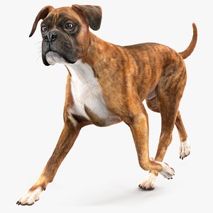 3D Animal Boxer Models - Browse & Download Formats - TurboSquid