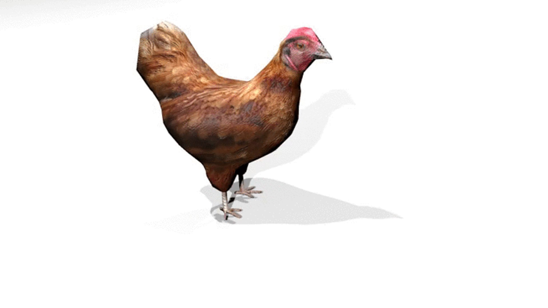 3d Model Chicken Pecking