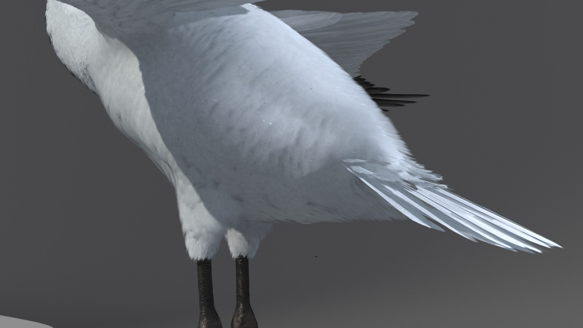 Crane Big Feathers 3d Max